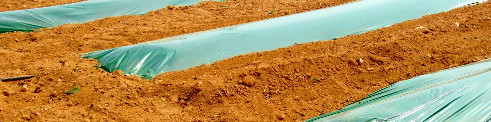 How to Start a Hemp Farm in Colorado | Certified Industrial Hemp Seeds