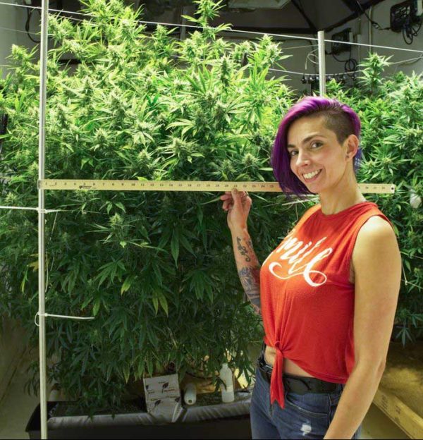 Shop High CBD & High CBG Hemp Strains | Bulk Hemp Seeds for Sale